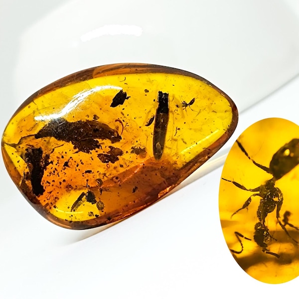 Amber Stone With Insect - Etsy