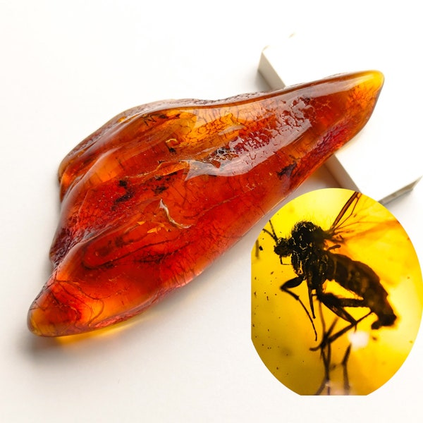 Amber With Insect - Etsy