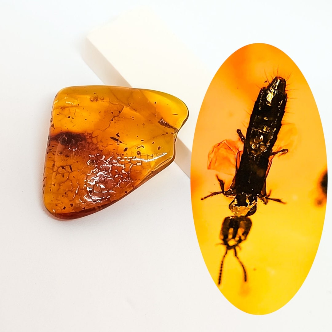 Insect in Amber, 40 Million Year Old Insect Fossil in Baltic Amber ...