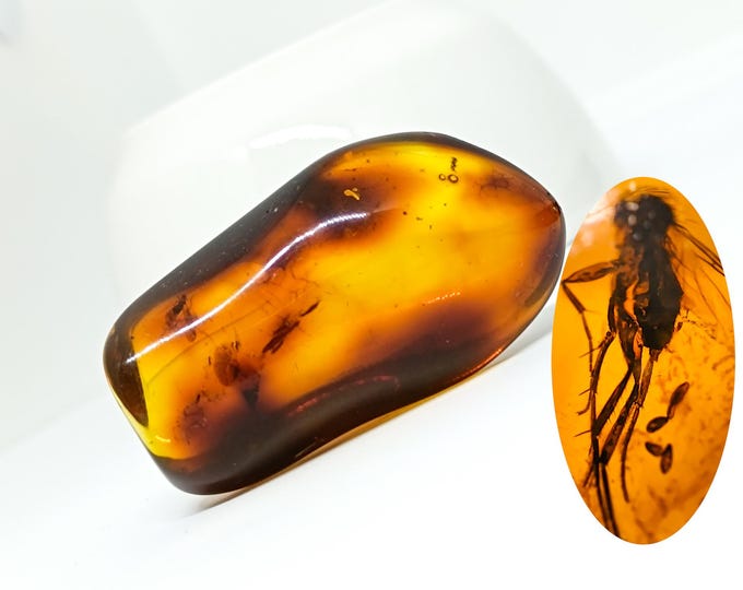 Rare Baltic Amber Stone With Insect Inclusion, Collectors Specimen ...