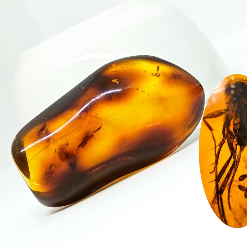 Amber With Insect - Etsy