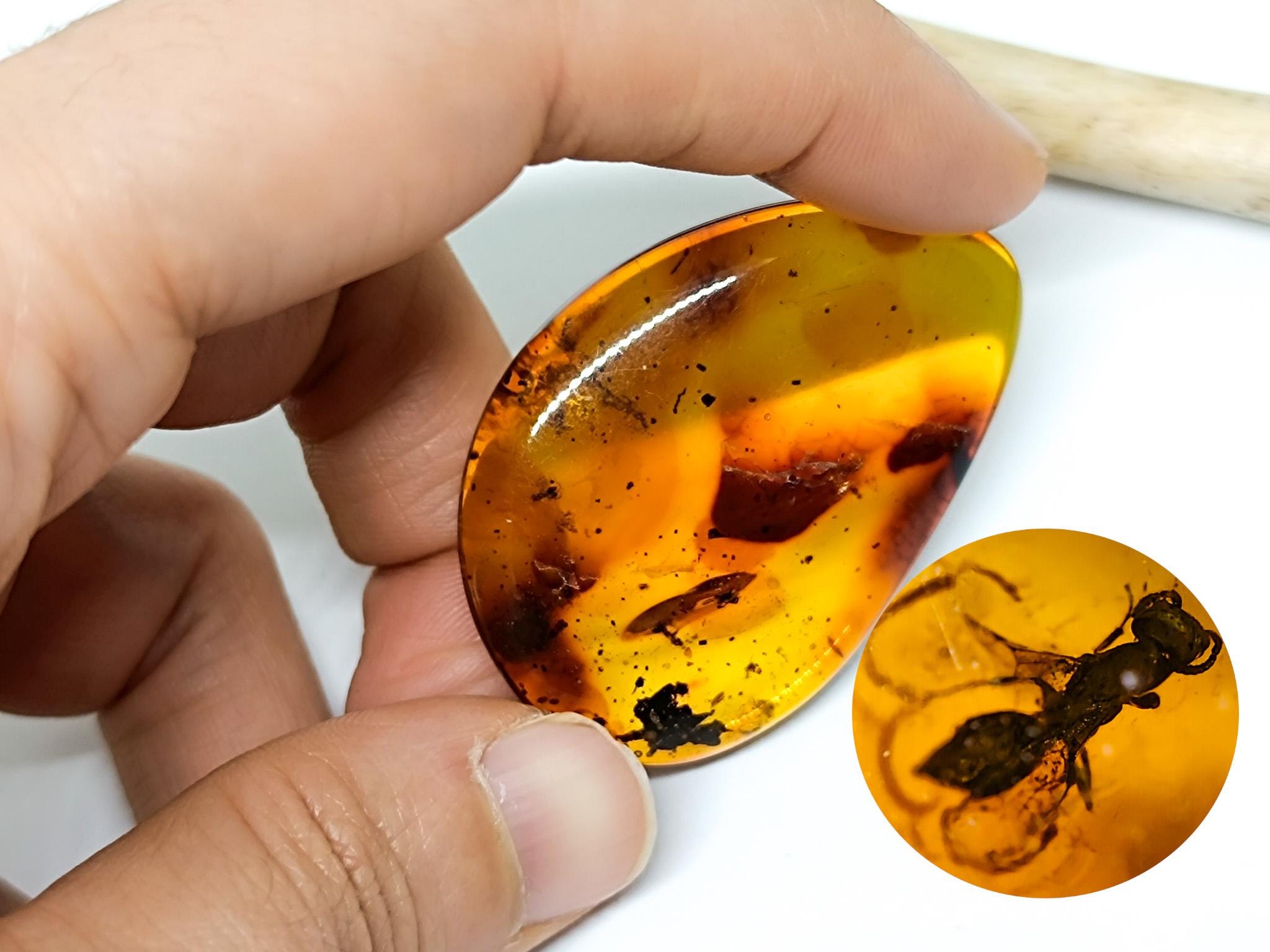 Rare Baltic Amber Stone With Insect Inclusion, Collectors Specimen - Etsy