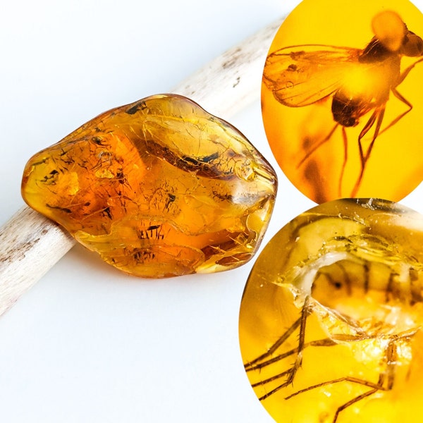 Amber With Insect - Etsy