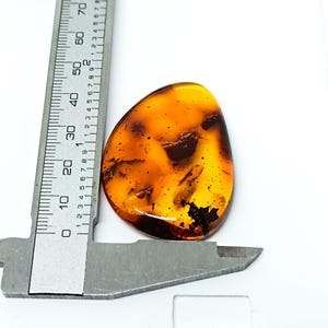 Rare Baltic Amber Stone With Insect Inclusion, Collectors Specimen - Etsy