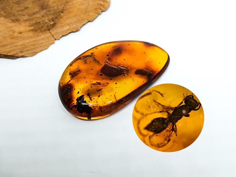 Rare Baltic Amber Stone With Insect Inclusion, Collectors Specimen - Etsy