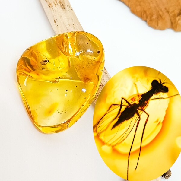 Amber With Insect - Etsy