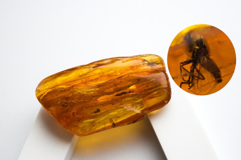 Amber Stone With Insect Inclusioncollector's - Etsy