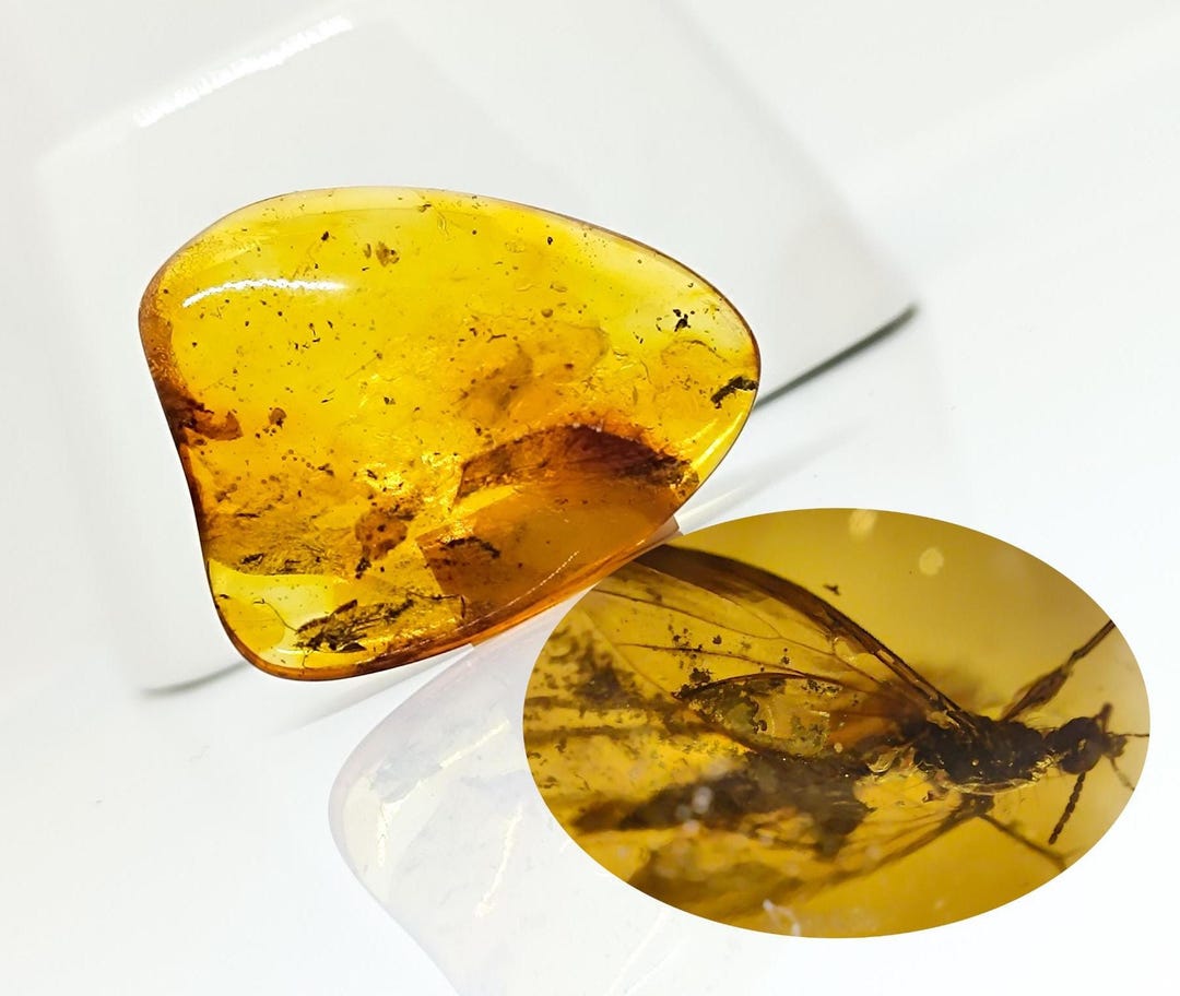 Amber With Insect Fossil, Collector Specimen, Unique Baltic Amber Piece ...