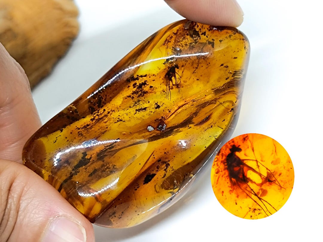 Massive Amber With Insect Inclusion,genuine Amber Piece With Insect ...