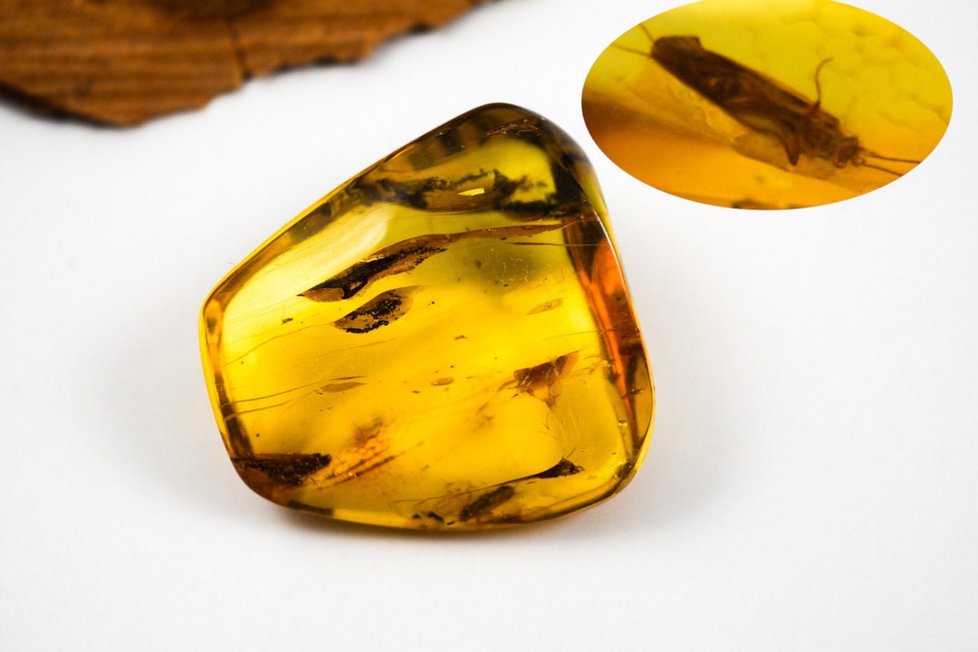 15 Gr Large Baltic Amber Stone With Insect, Collectors Specimen, Amber ...