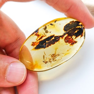 Large Amber Stone, Collectors Specimen, Amber Stone for Display ...