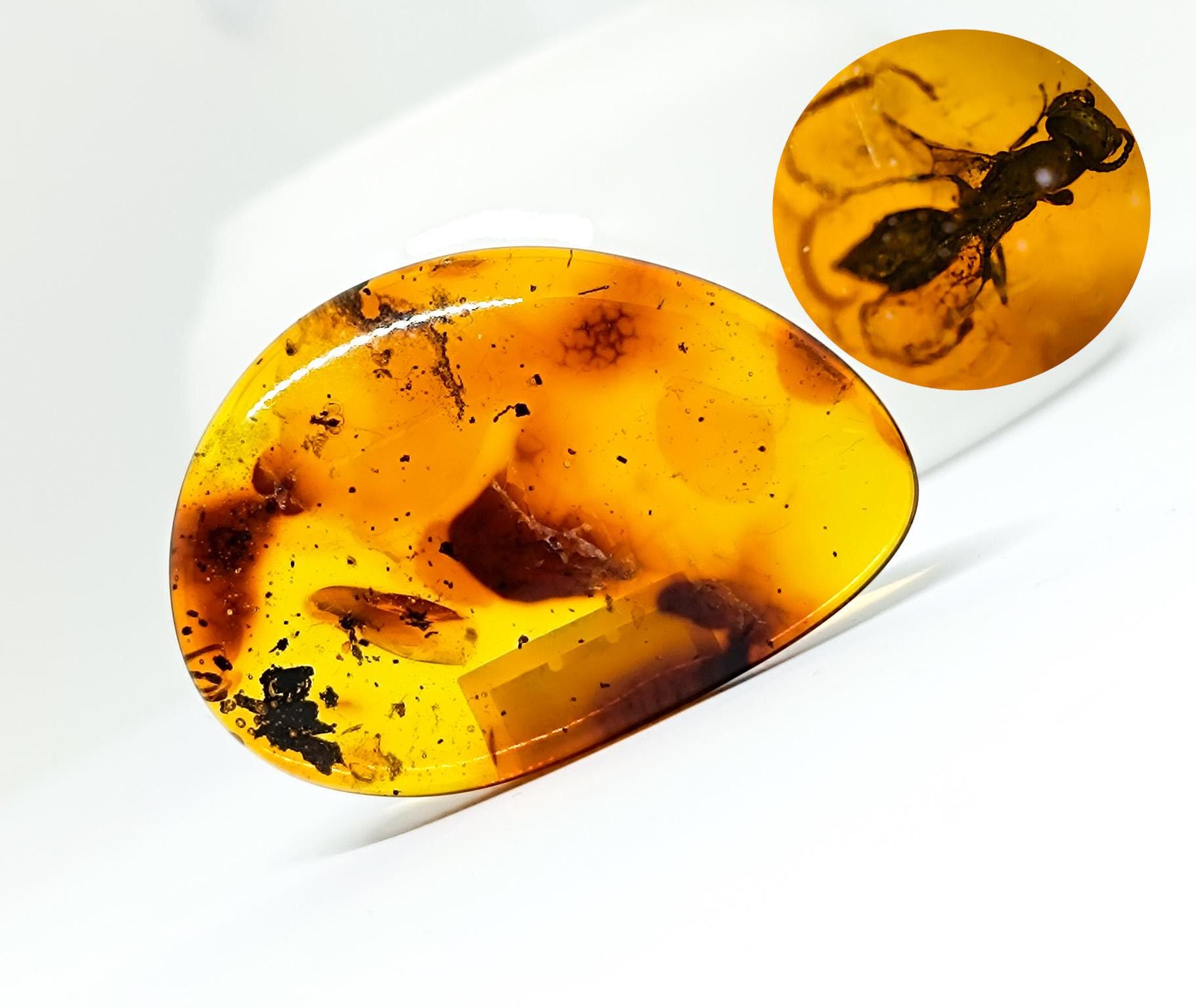 Rare Baltic Amber Stone With Insect Inclusion, Collectors Specimen - Etsy