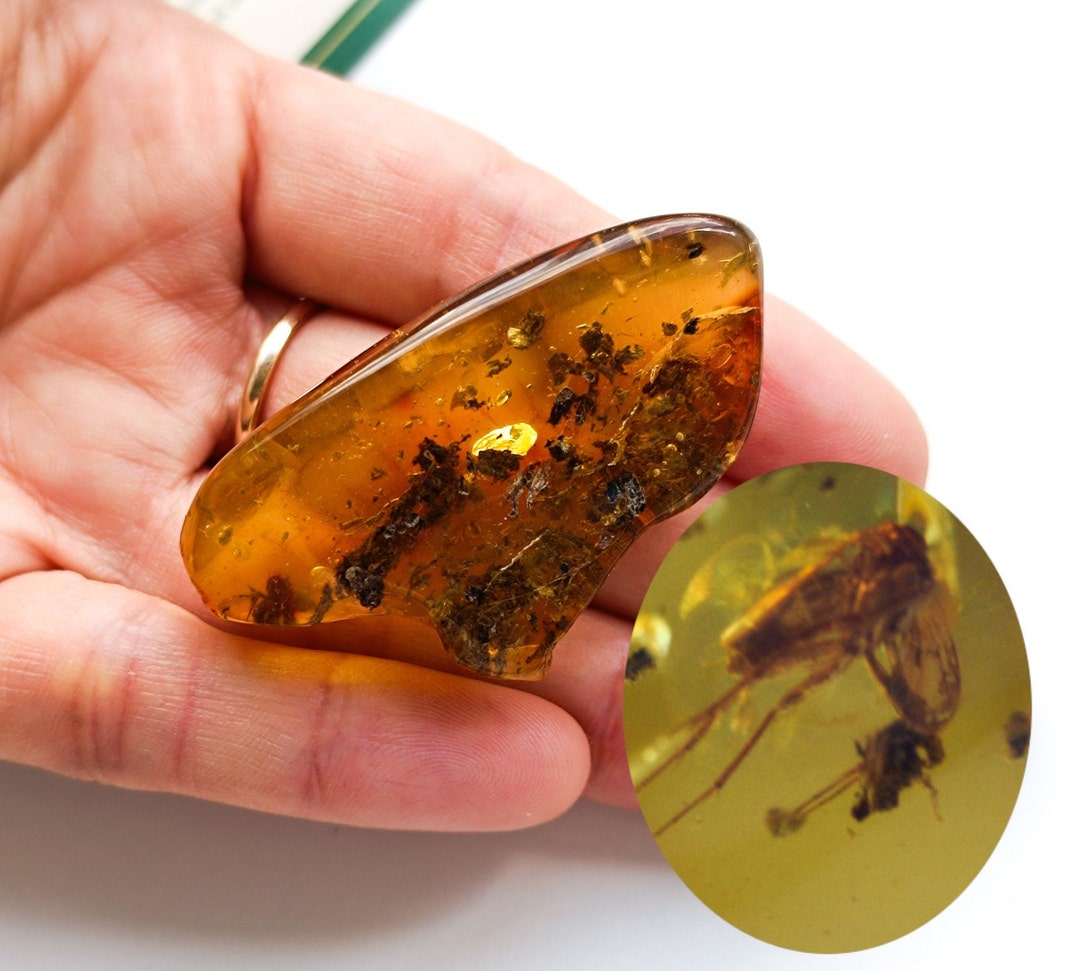 Amber Stone With Insect Inclusioncollector's - Etsy
