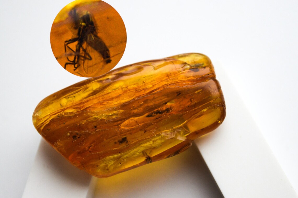 Amber Stone With Insect Inclusioncollector's - Etsy