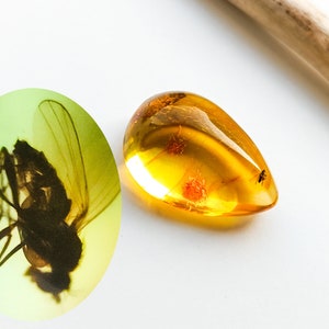 Amber Stone With Insect Inclusion,collector's Piece,natural Baltic ...