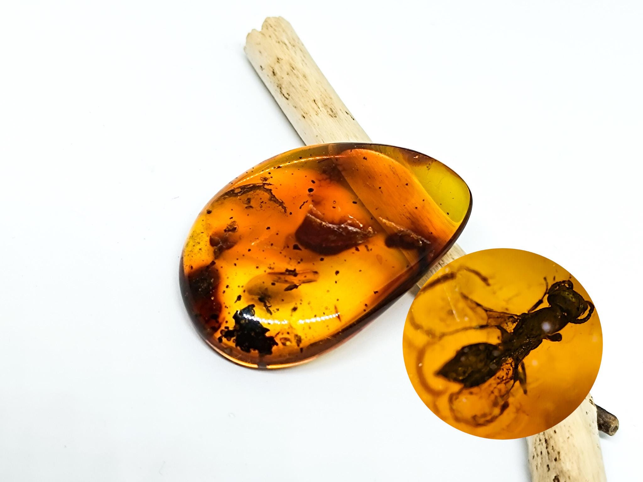 Rare Baltic Amber Stone With Insect Inclusion, Collectors Specimen - Etsy