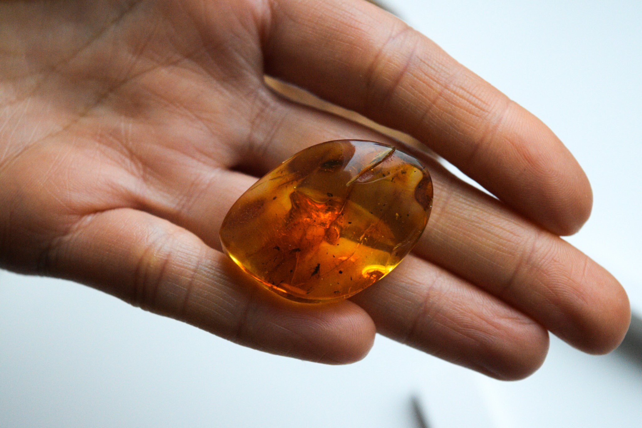 Amber Stone With Insect Inclusioncollector's | Etsy