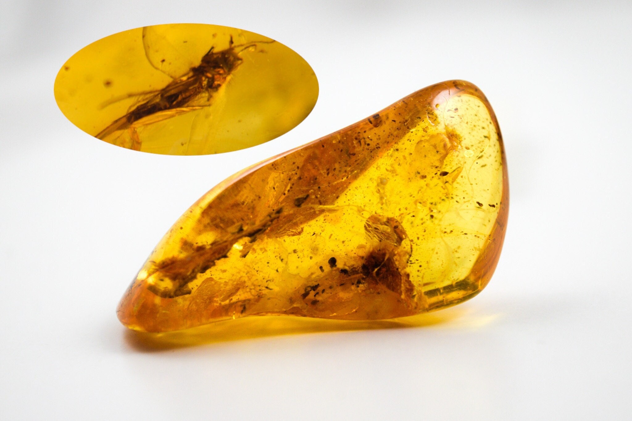 Amber Fossils Frog