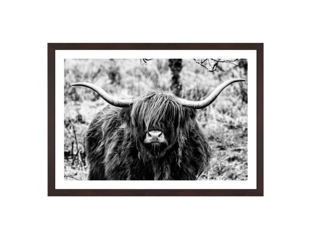 Highland Cow, Callander, Hairy Coo, Scotland. Scottish Cow, Black and ...