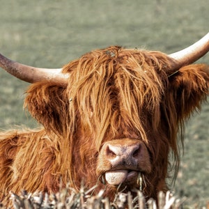 Highland Cow, Hairy Coo, Scotland - Etsy