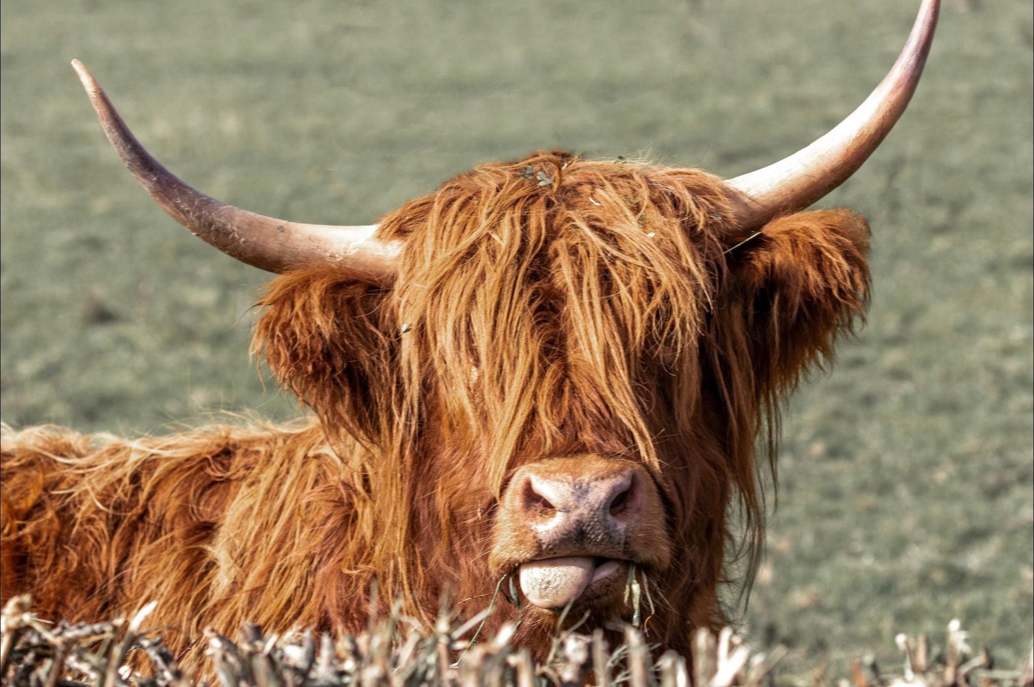Highland Cow, Hairy Coo, Scotland - Etsy