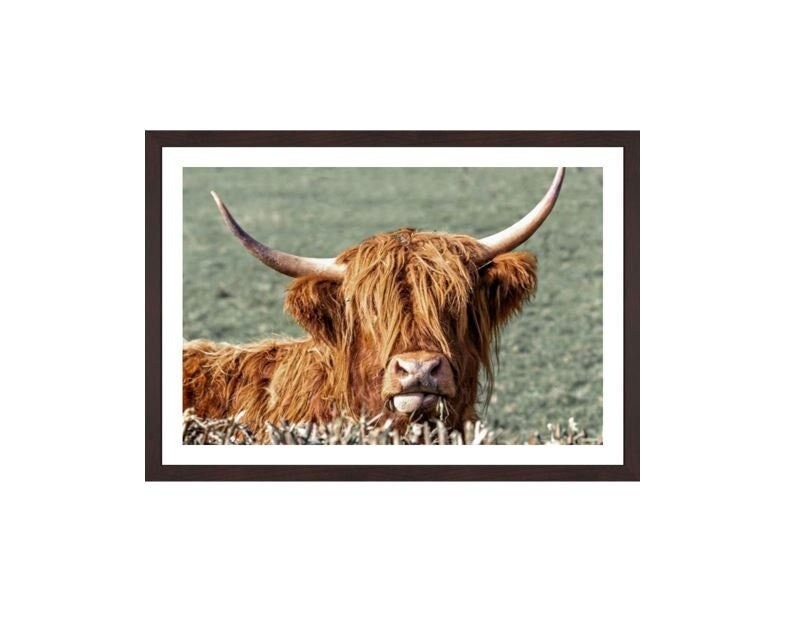 Highland Cow, Hairy Coo, Scotland - Etsy