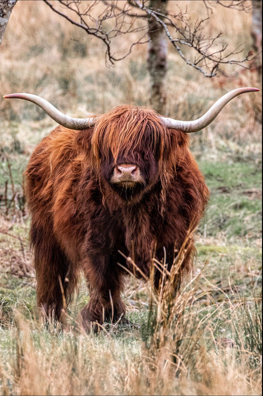 Highland Cow, Hairy Coo, Scotland Print - Etsy