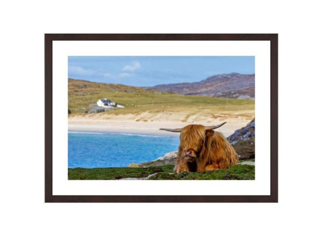 Highland Cow, Hushinish, Isle of Harris, Hairy Coo, Scotland. Scottish ...