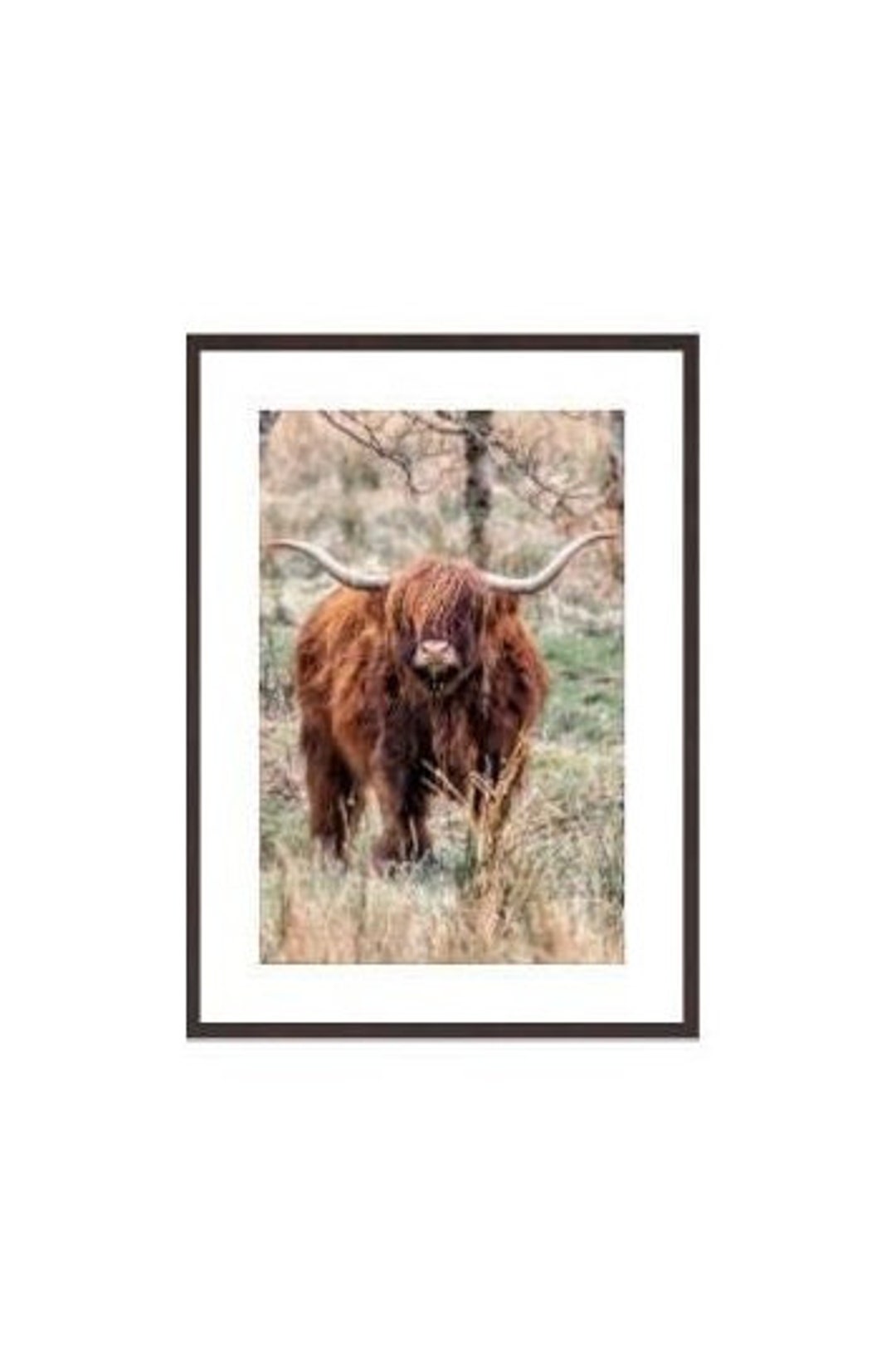Highland Cow, Hairy Coo, Scotland Print - Etsy