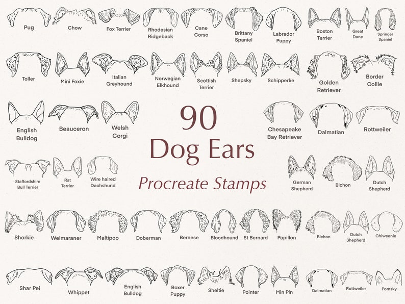 Procreate Dog Ears Dog Breed Line Drawing Animal Stamps - Etsy