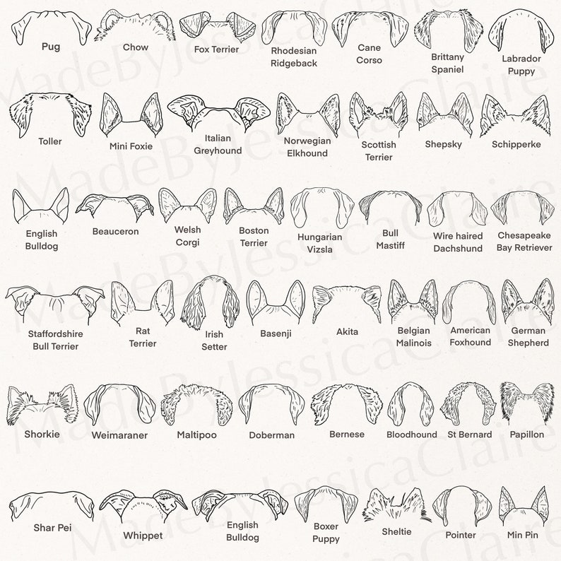 Procreate Dog Ears Dog Breed Line Drawing Animal Stamps - Etsy