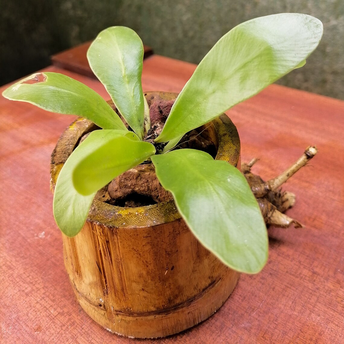 Bamboo Pot Bamboo Planter Pot Bamboo Vase Bamboo Mini Pot - Etsy