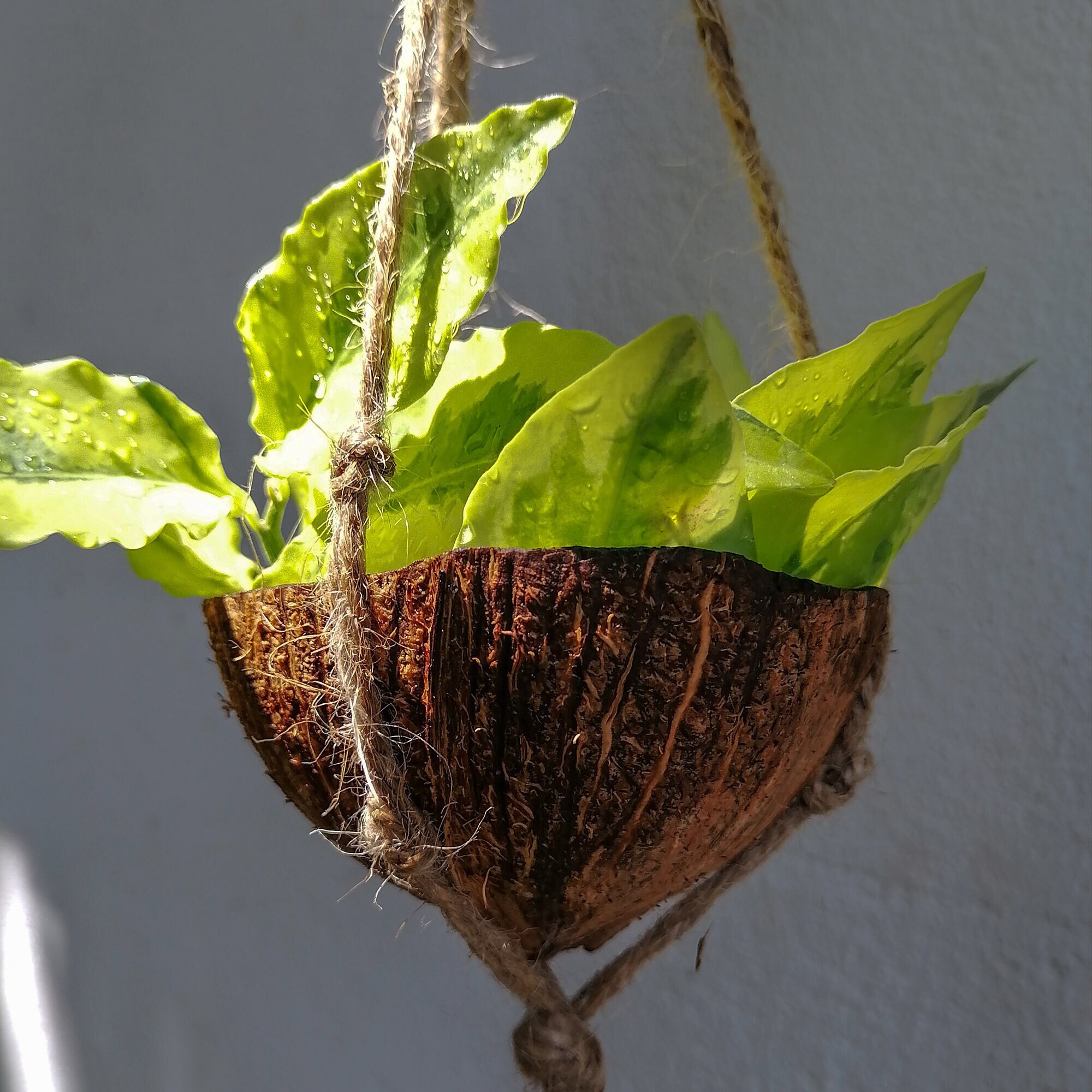 Hanging Shell Pots, 4-tier Hanging Coconut Planter, Indoor Hanging ...
