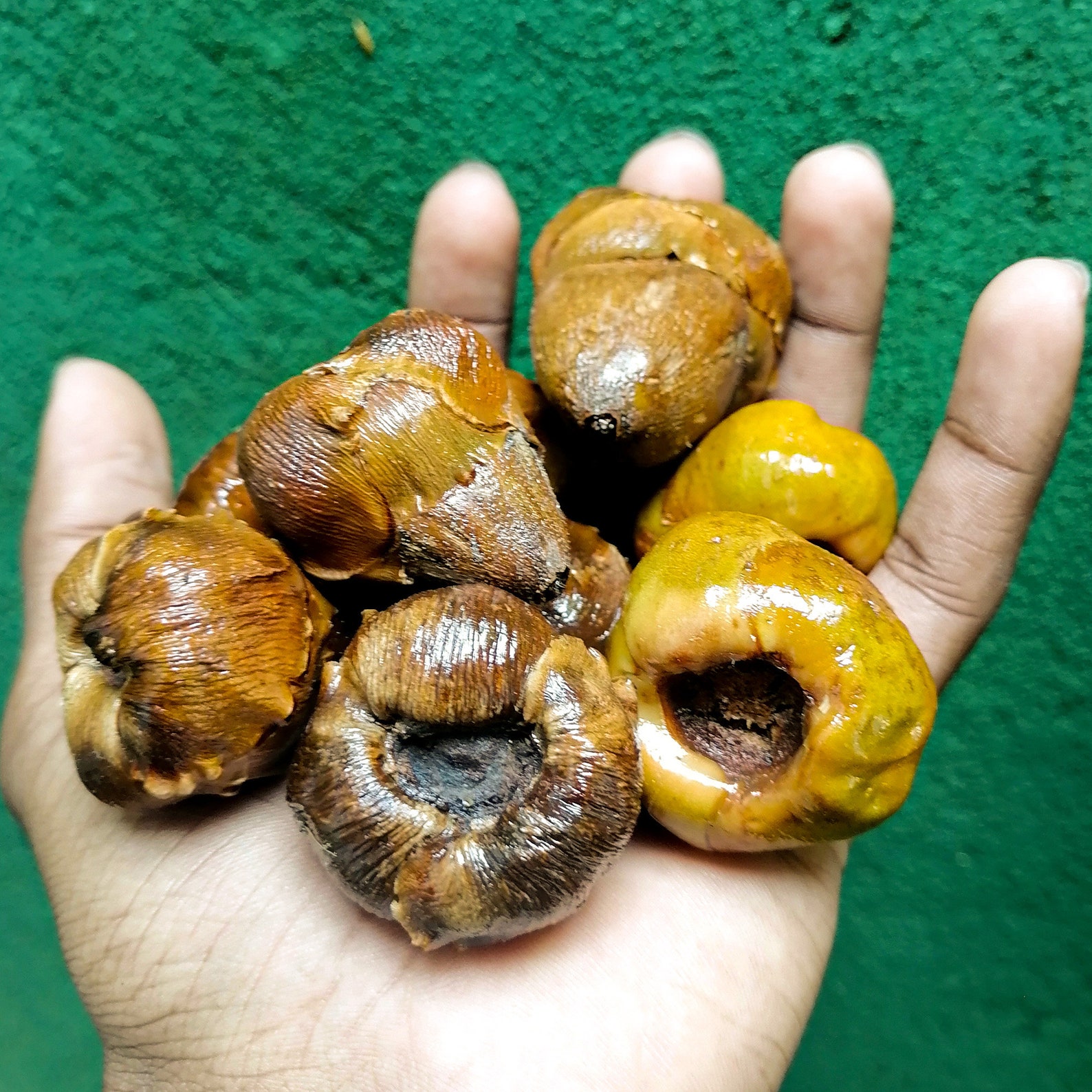 Dried Seed Pods Dried Immature Coco Nuts Immature Button - Etsy
