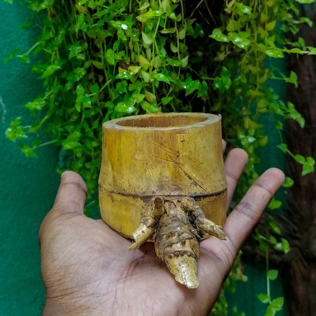 Bamboo Pot, Bamboo Planter Pot, Bamboo Vase, Bamboo Mini Pot - Etsy