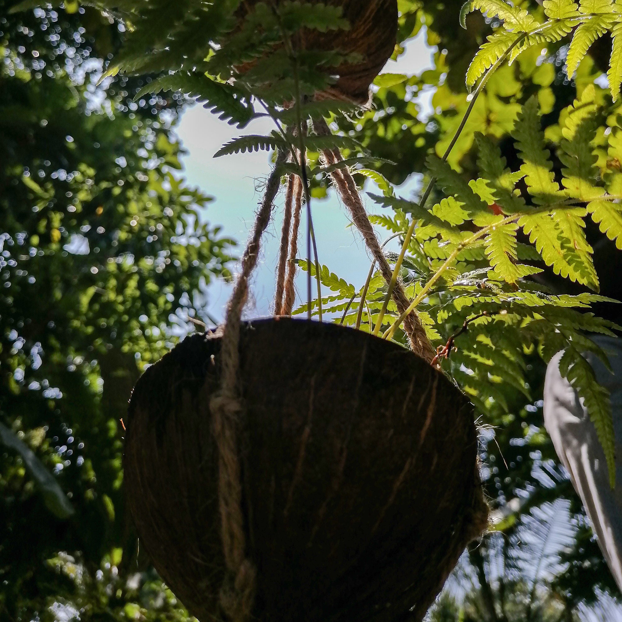 Hanging Shell Pots, 4-tier Hanging Coconut Planter, Indoor Hanging ...