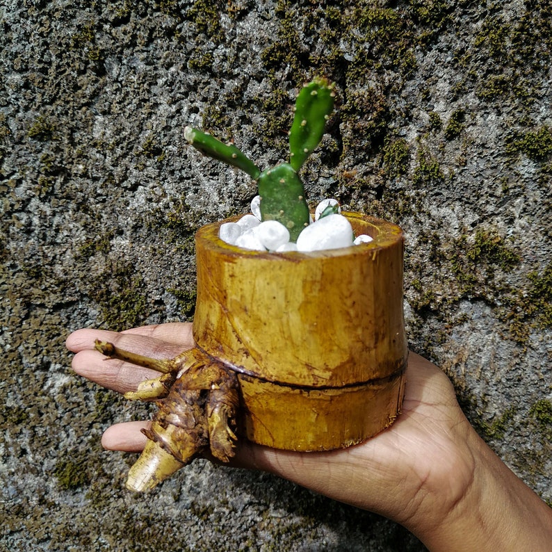 Bamboo Pot, Bamboo Planter Pot, Bamboo Vase, Bamboo Mini Pot - Etsy