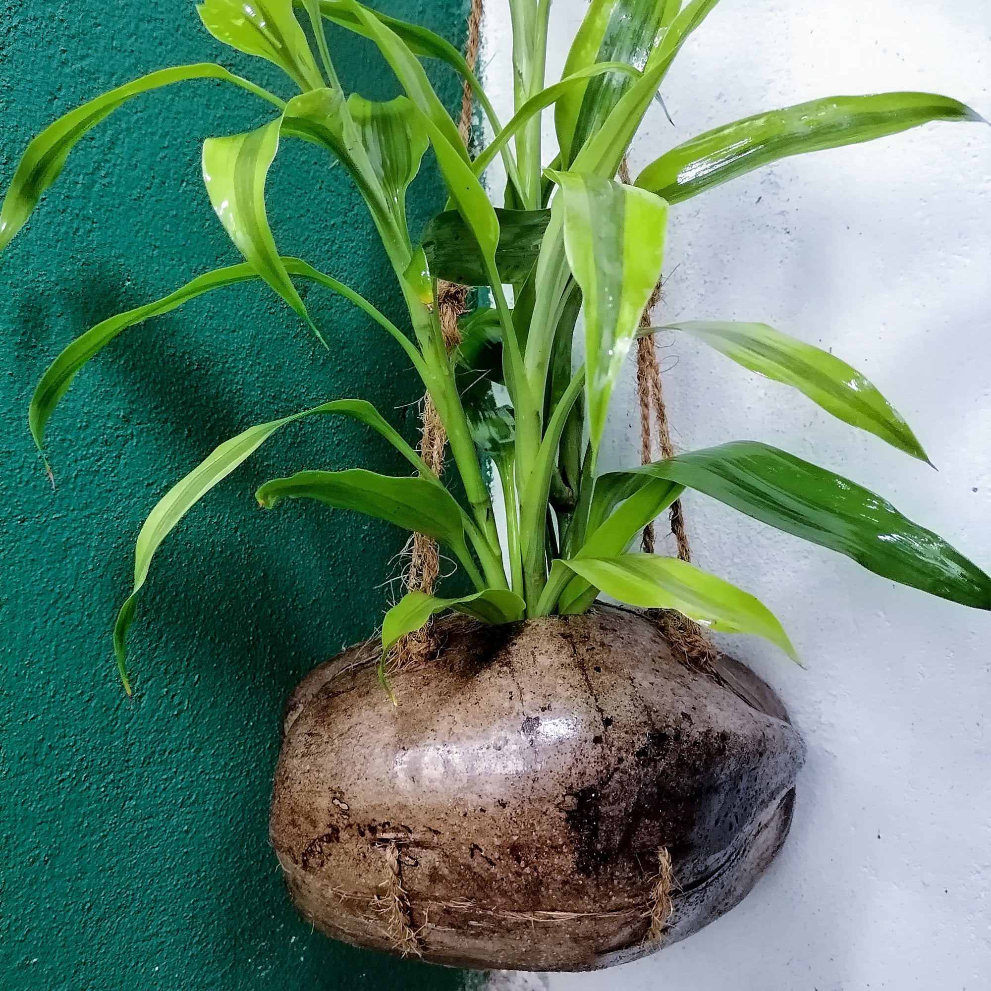 Coco Husk Basket Coconut Husk Hanging Pot Outdoor/indoor Hanging Pots ...