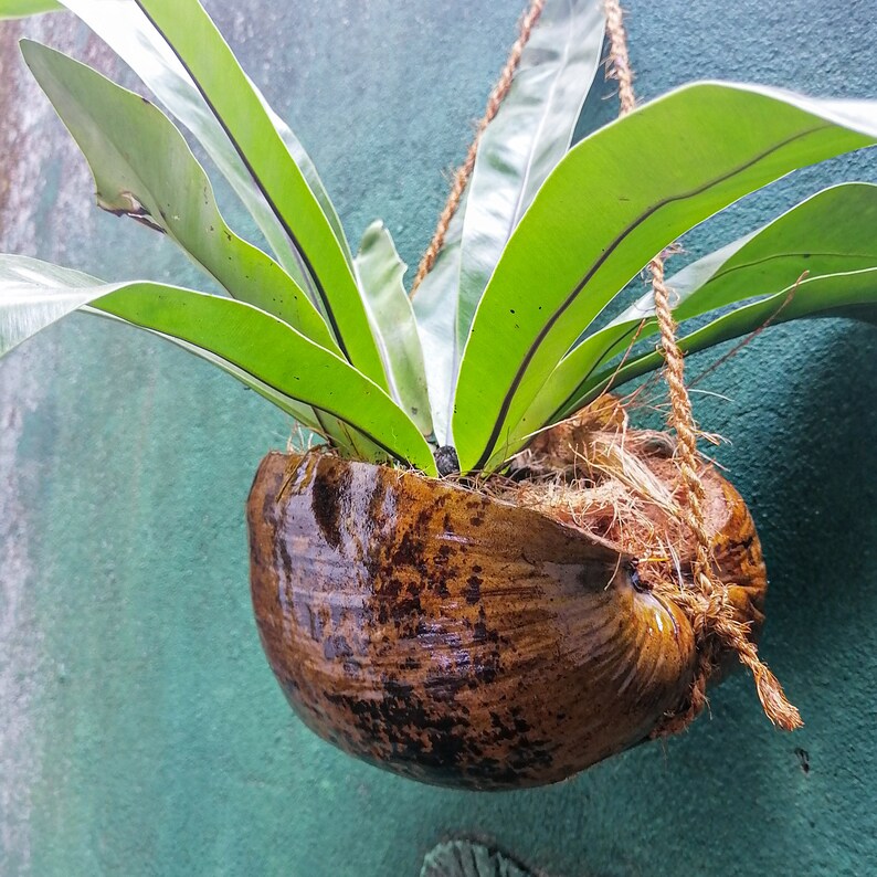 Coconut Husk Gardening Pot | Coconut Husk Orchid Basket | Coco Husk ...