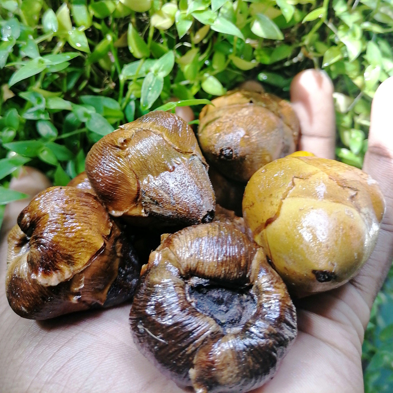 Dried Seed Pods Dried Immature Coco Nuts Immature Button - Etsy