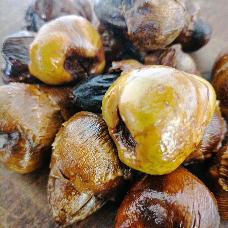 Dried Seed Pods Dried Immature Coco Nuts Immature Button - Etsy