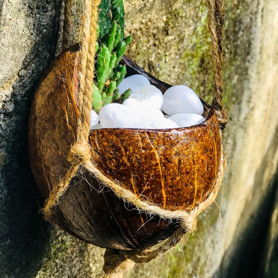Coconut Shell Pot | Air Plant Holder | Hanging Planter Pot | Fence ...