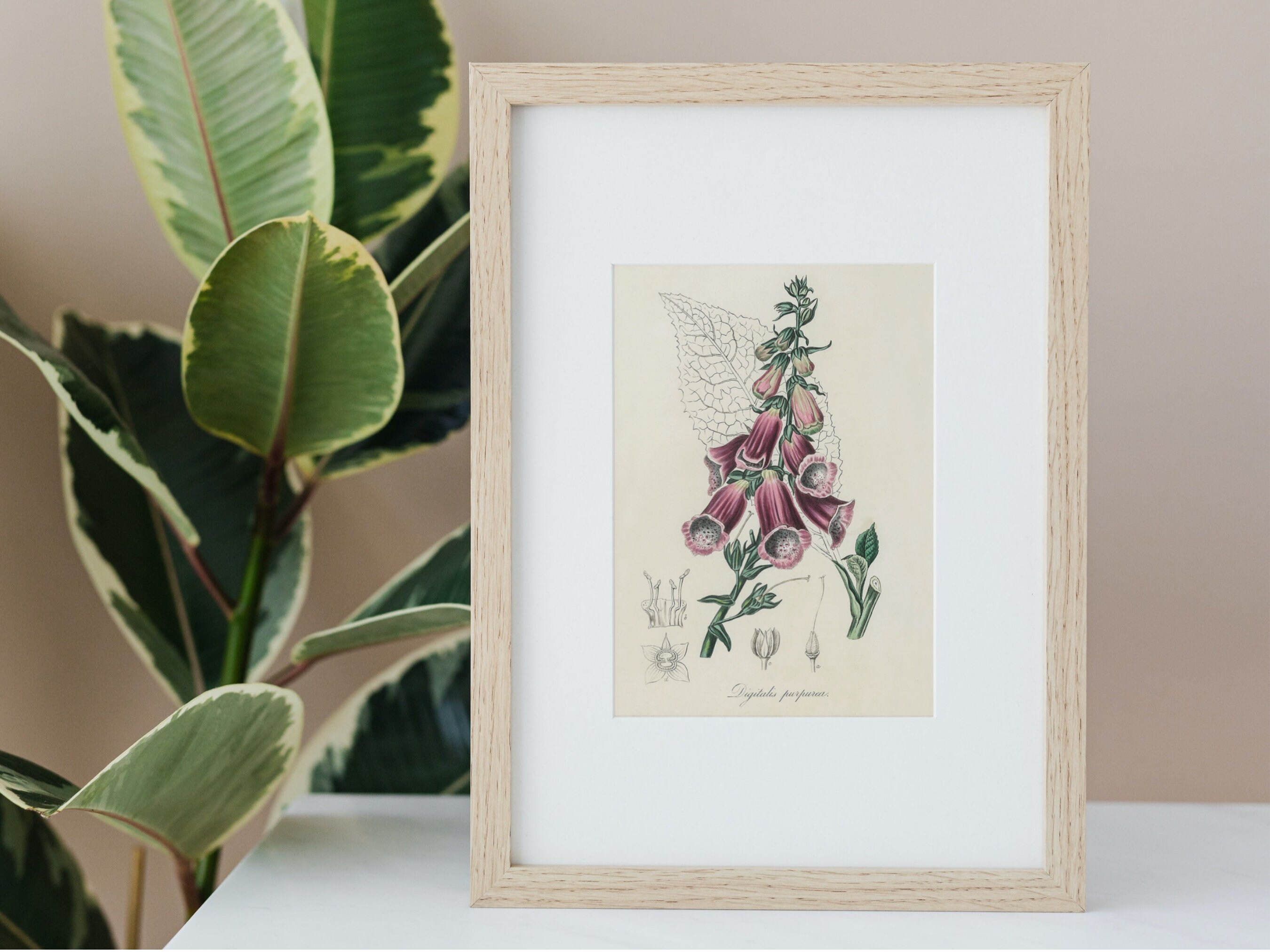 Foxglove Botanical Wall Art – Digitalis Purpurea Vintage Medical ...