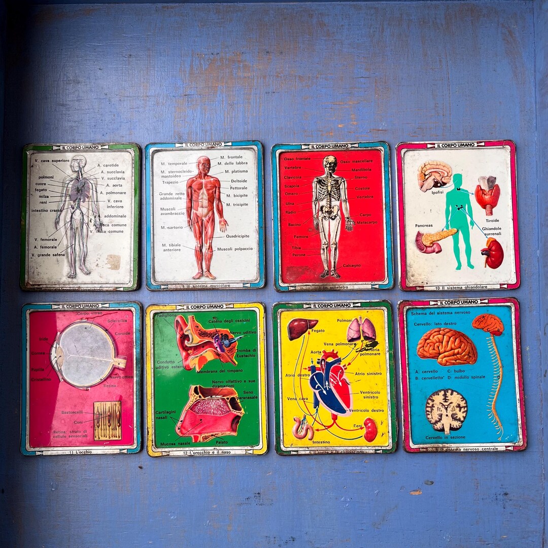 1960s Metal Cards, Human Body," Corriere Dei Piccoli". Set Composed of ...
