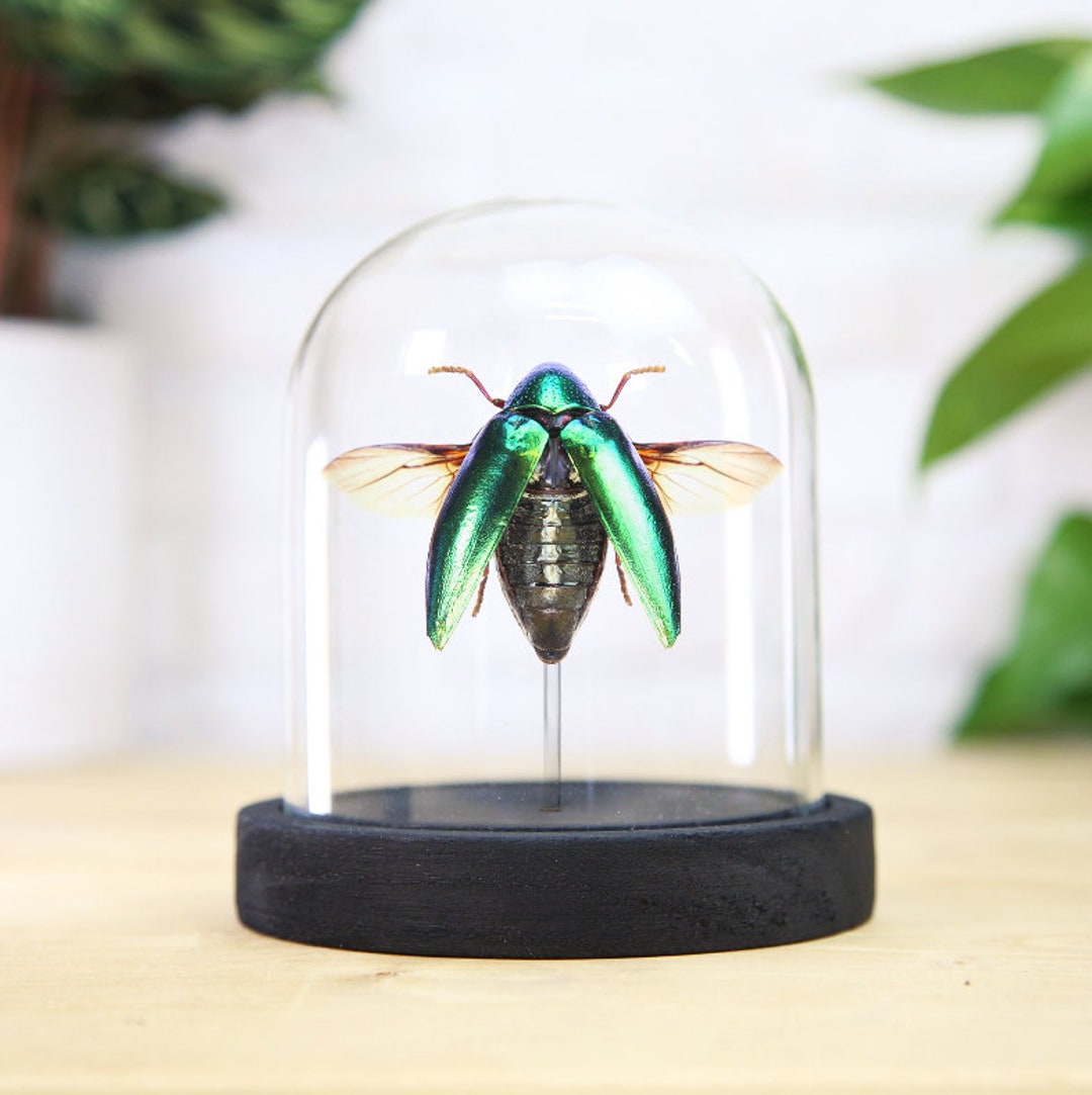 Ruficornis Sternocera Jewel Beetle Bell Jar Entomology Taxidermy Insect ...