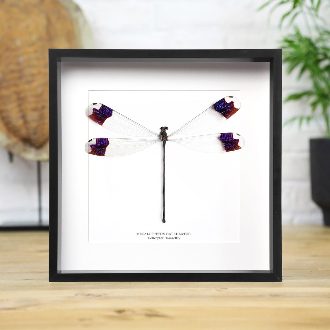 Helicopter Damselfly Box Frame Entomology Taxidermy Insects Bug Moth ...