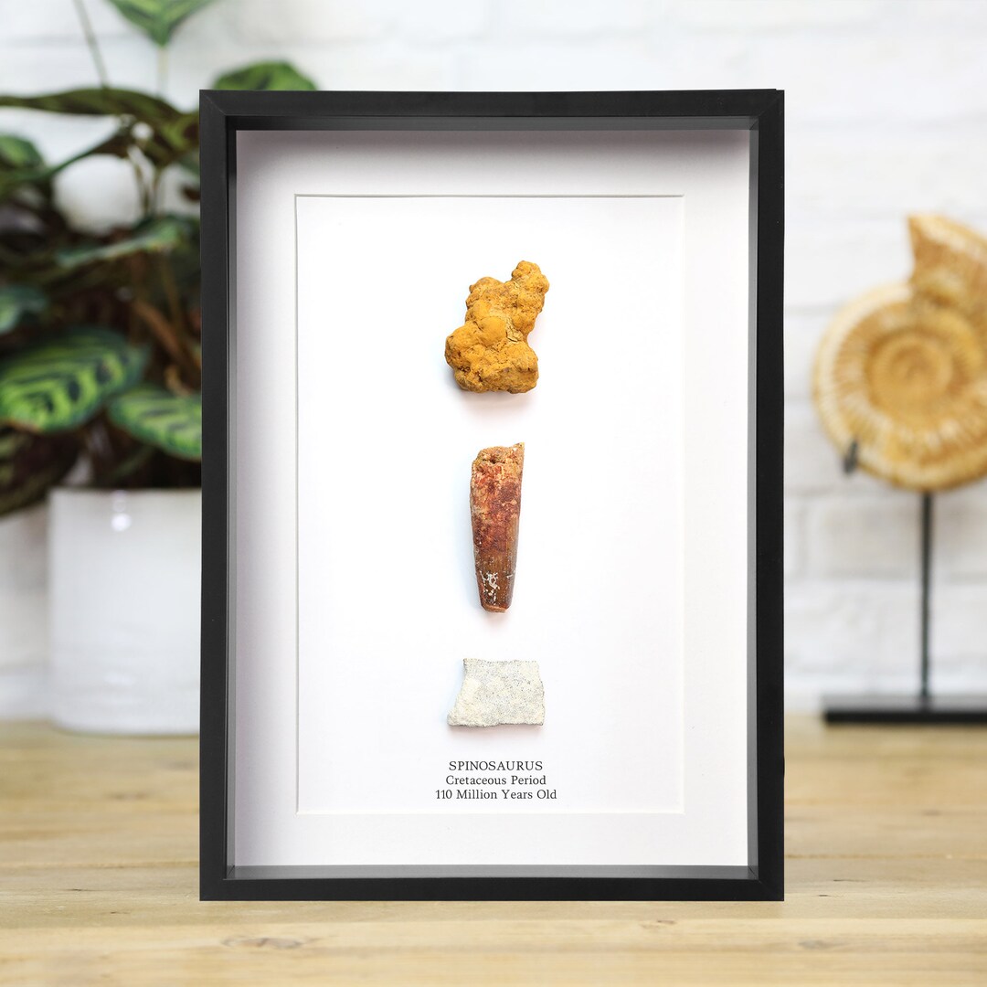 Spinosaurus Trio Collection Box Frame Real Authentic Dinosaur Fossil ...