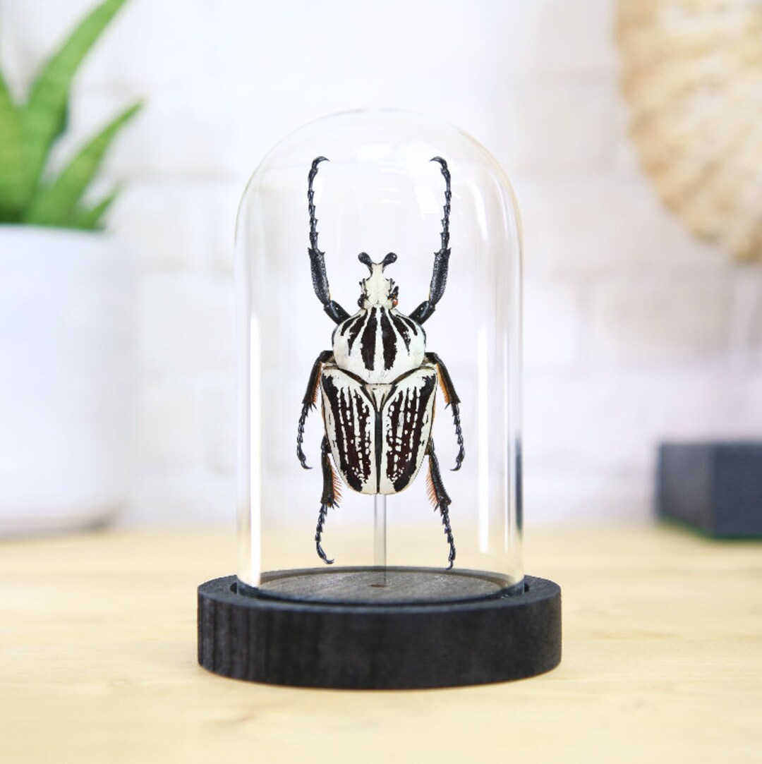 XL Goliath Beetle Glass Bell Jar / Entomology / Taxidermy / Beetle ...