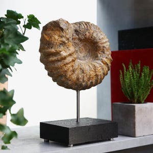 Ammonite Fossil Stand Bespoke Oak Stand Real Authentic Dinosaur Fossil ...
