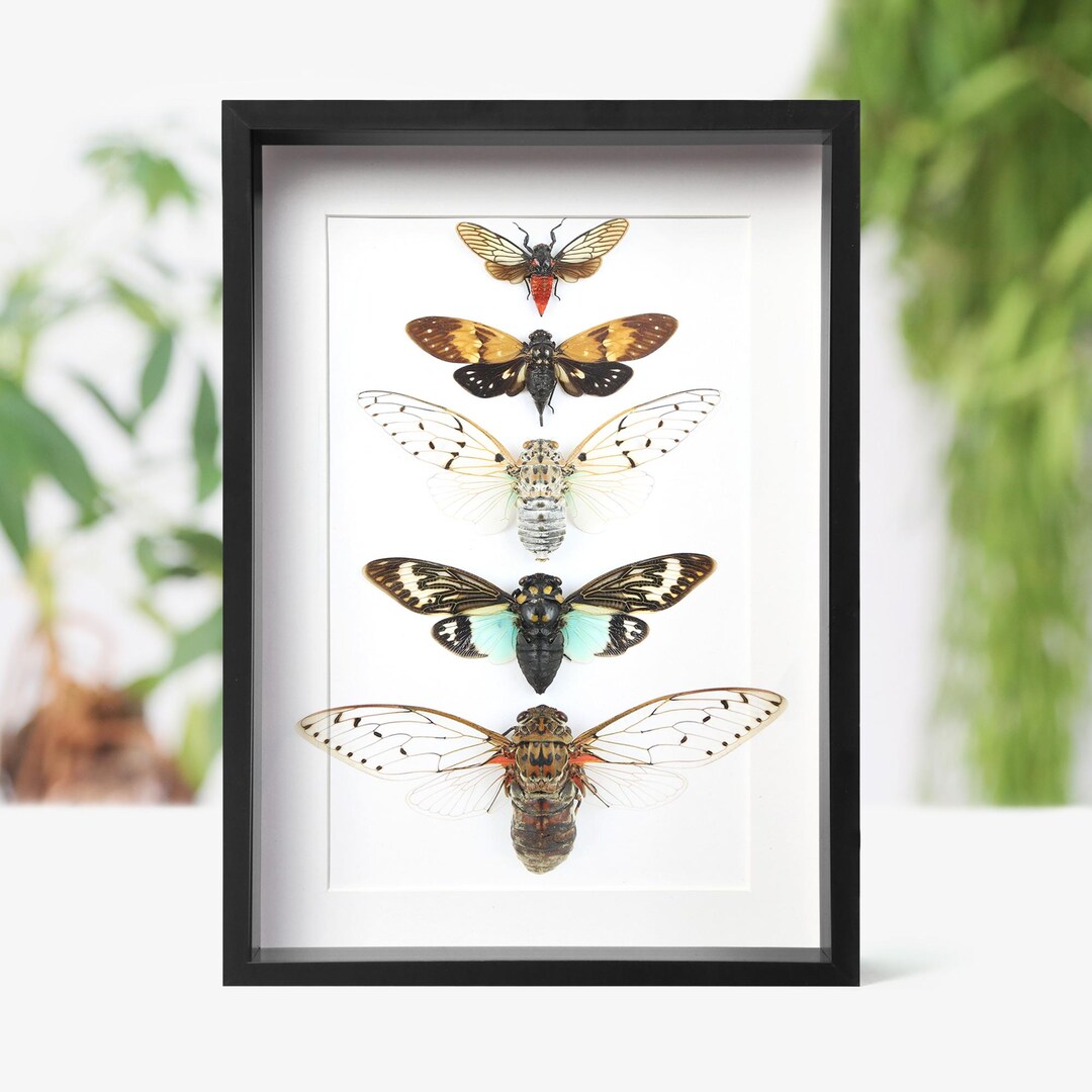Cicada Collection Insect Bug Taxidermy Box Frame Interior Design Home ...